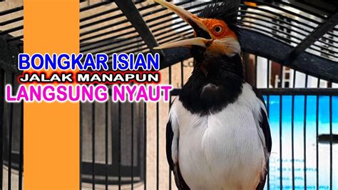 AUTO NYAUT Jalak Suren Gacor Bongkar Isian Pancingan Jalak Suren