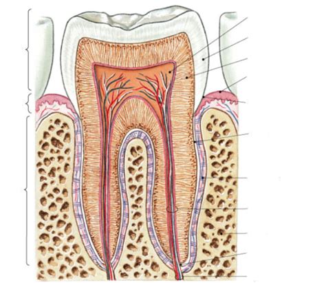 Tooth Diagram Diagram Quizlet