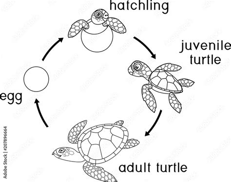 Coloring page Life cycle of sea turtle เวกเตอรสตอก Adobe Stock
