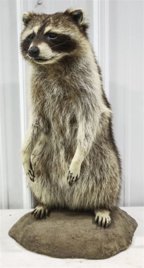 Sold Price Full Body Raccoon Taxidermy Table Top Mount Invalid Date CST