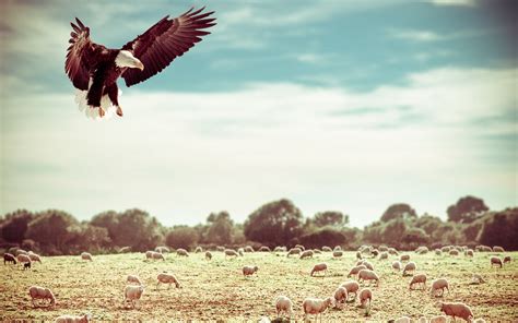 White And Black Bald Eagle Flying Photo HD Wallpaper Wallpaper Flare