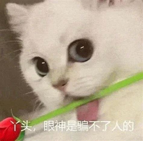 猫猫表情包 520限定版 把你们手头上的猫猫涩涩表情包交出来