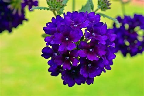 Las más hermosas plantas con flores moradas
