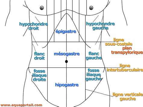 Abdominal définition et explications