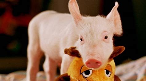 Rudy El Cerdito De Carreras Ver Ahora En Filmin