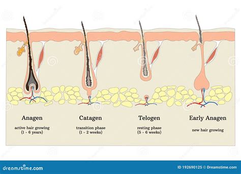 Hair Growth Cycle Illustration Anatomical Diagram Of Development Hair