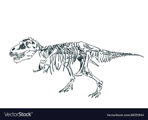 How To Draw Easy Dinosaur Bones Fasci Garden