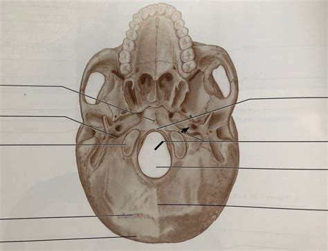 Inferior View Of Skull Diagram Ch Diagram Quizlet