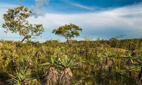 Desmatamento Do Cerrado Sobe No Trimestre E Chega A Mil