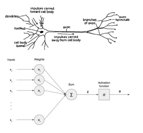 Systems Neuroscience And Imaging Flashcards Quizlet