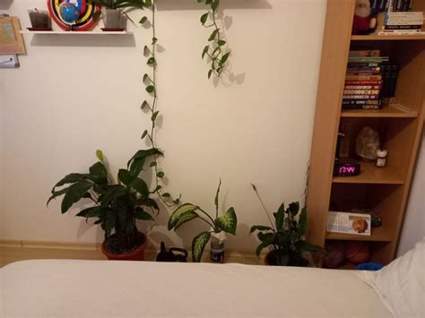 Plante Benefice Pentru Camera Copilului Copilul Ro