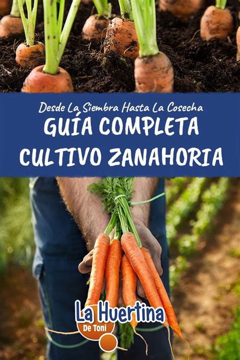 Como Cultivar Zanahoria Desde La Siembra A La Cosecha Guía Completa