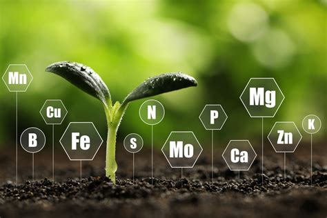 Importância e funções dos micronutrientes nas plantas