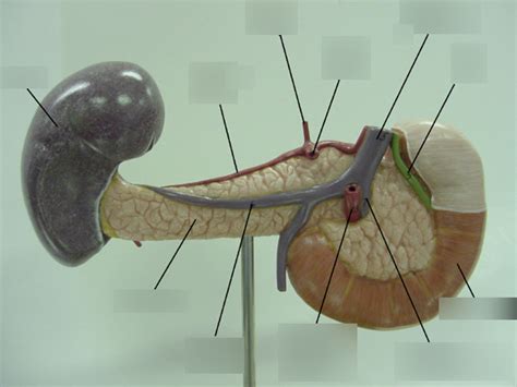 Duodenum Pancreas Spleen 2 Diagram Quizlet