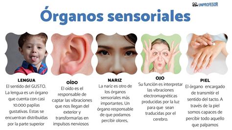 Organos Sensoriales Definicion Cuales Son Funciones Tipos Y Mas