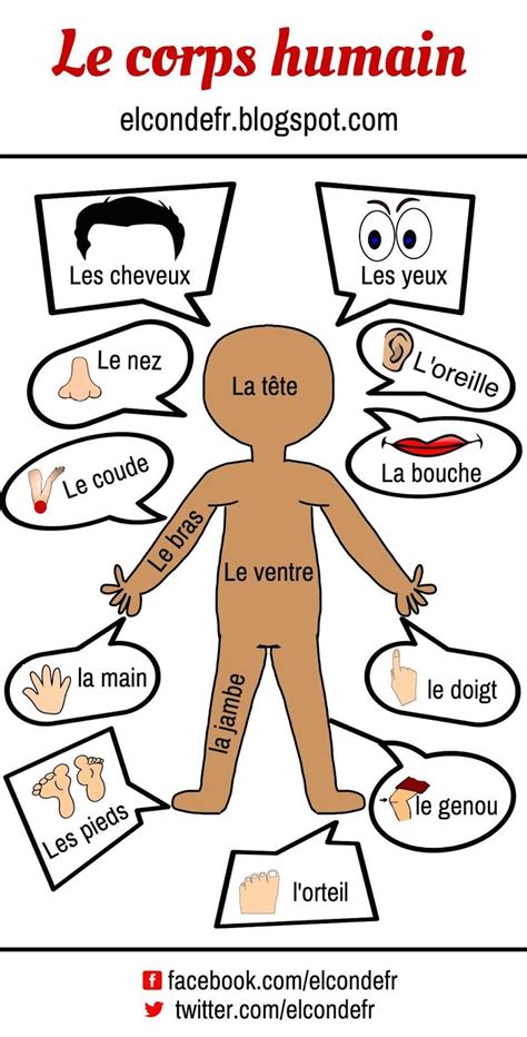 Voici une illustration pour réviser le vocabulaire du corps humain Je