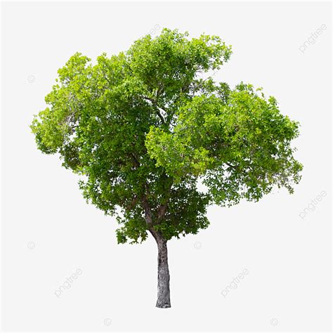 Isolated Tree PNG Picture Isolated Tree On White Background Tree
