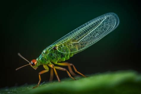 Una Mosca Verde Con Cola Amarilla Se Posa Sobre Una Hoja Foto Premium