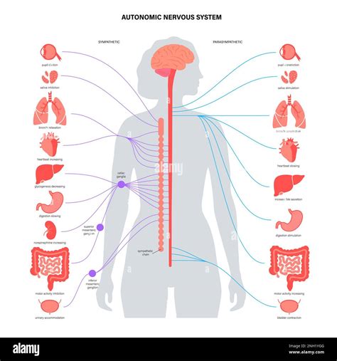 Autonomic Nervous System Hi Res Stock Photography And Images Alamy