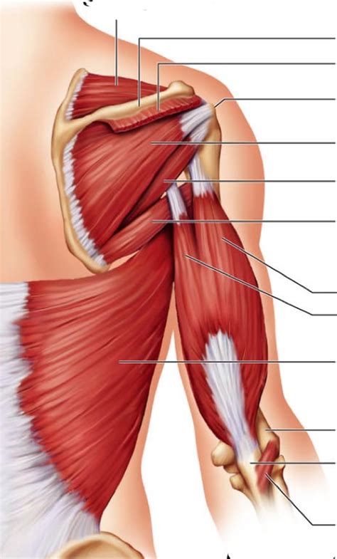 Posterior View Of Upper Limb Diagram Quizlet