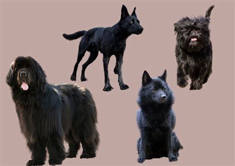 21 Razze Di Cani Neri The Pet Life
