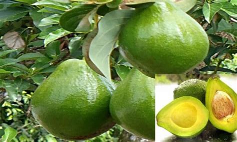 Panduan Lengkap Cara Menanam Alpukat Mentega Agar Cepat Berbuah Bagi Pemula
