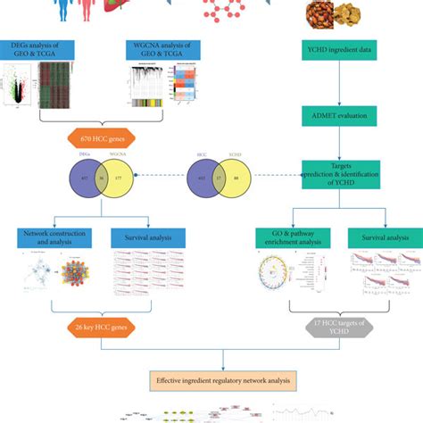 Network Pharmacology Based Flowchart Depicting How YCHD Inhibits HCC