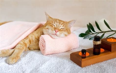 Prednisolone For Cats Dosage Safety Side Effects Cats