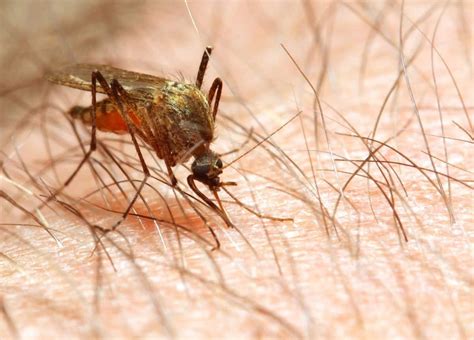7 anti moustiques naturels et faciles à faire pour l été
