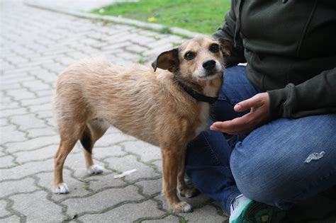 Tierheim Und Vorstand Stellen Sich Vor Tierschutzverein Ettlingen