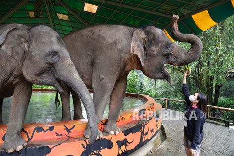 Taman Safari Bogor Sulap Kotoran Gajah Menjadi Buku Republika Online