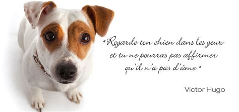 26 août Journée mondiale du chien Notre vidéo Conseils