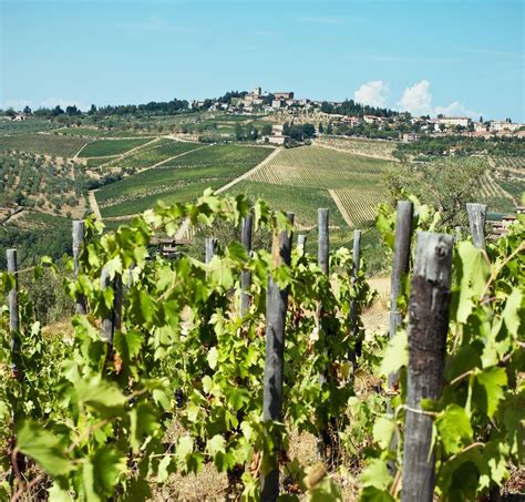 BEST Wineries In Tuscany 2024 Tuscany Wineries List