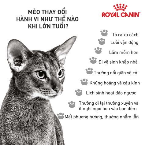 CÁCH ĐỂ XÁC ĐỊNH TUỔI CỦA MÈO