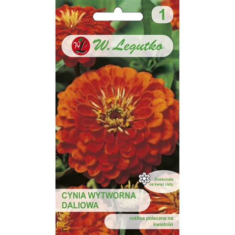 Cynia wytworna Orange King daliowa pomarańczowa 1g Sklep W Legutko