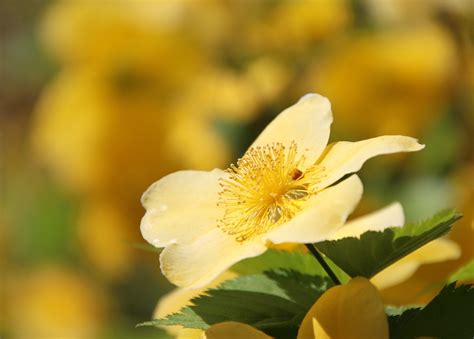 Rosa Xanthina Blumen Feder Kostenloses Foto Auf Pixabay Pixabay