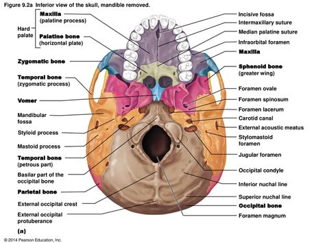 Skull Bones Diagram Quizlet Off Gbu Presnenskij Ru