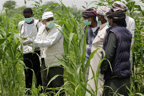 Gracias A Un Bioplaguicida Es Posible Controlar El Gusano Cogollero Del