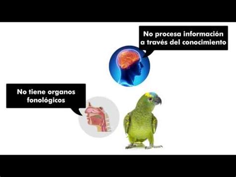 LA CLASE DE FLOR 5º DE PRIMARIA LENGUA UD 2 LENGUAJE LENGUA Y DIALECTOS