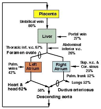 Fetal Heart Circulation Diagram Robhosking Diagram