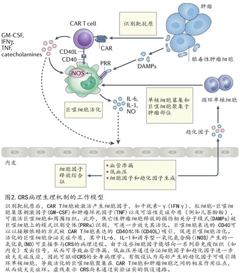 Nat Rev Immunol 肿瘤免疫治疗中的细胞因子释放综合征和相关神经毒性 MedSci cn