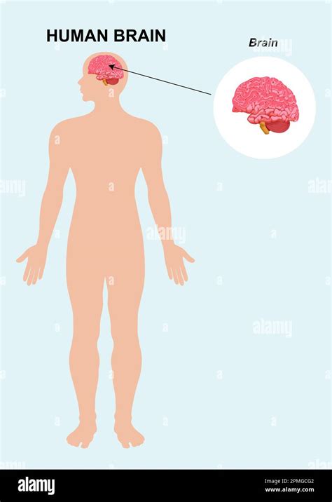 Anatomía de los órganos cerebrales Anatomía de órganos humanos