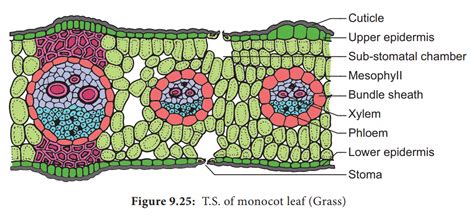 Anatomy And Primary Structure Of A Monocot Leaf Grass Leaf