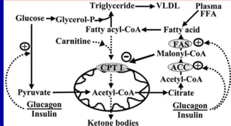 Lipid Metabolism Flashcards Quizlet