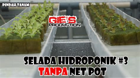 Selada Hidroponik Pindah Tanam Youtube