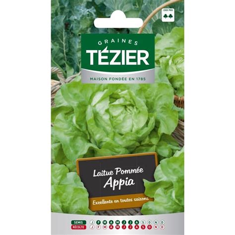 Tezier Laitue Pommée Appia G B Leroy Merlin