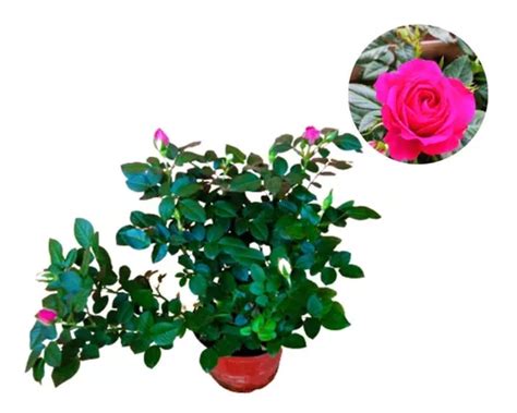 Muda De Mini Rosa Cor Rosa Vaso Mercadolivre