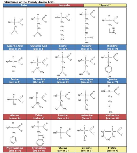 Structures Of The Twenty Amino Acids Polar Non Polar Chegg