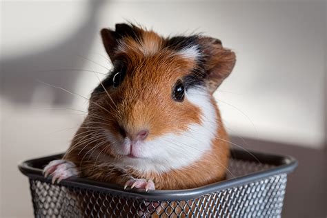 Porquinho da Índia saiba tudo sobre esse roedor Blog da Cobasi