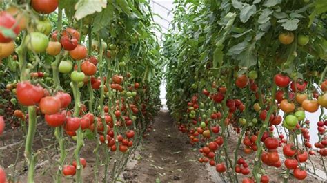 Effet Du CO2 Sur Une Culture De Tomate Sous Serre HortitecNews